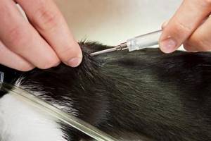 The withers of a cat or cat: where it is located, interesting facts ...