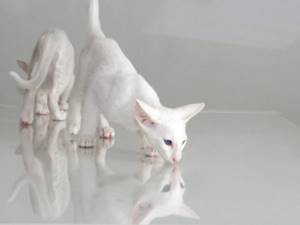 Foreign white cats - all information about the cat breed