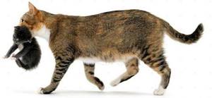 The withers of a cat or cat: where it is located, interesting facts ...