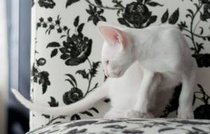Foreign white cats - all information about the cat breed