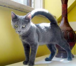 Asian smoky cat: breed standard and characteristics, maintenance and care