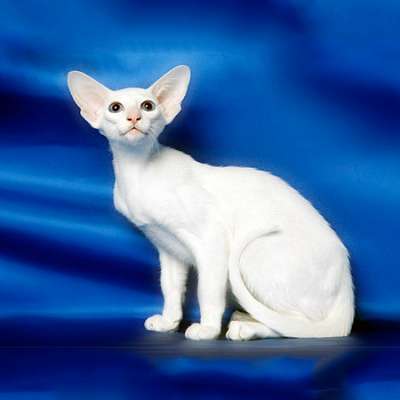 Foreign white cats - all information about the cat breed