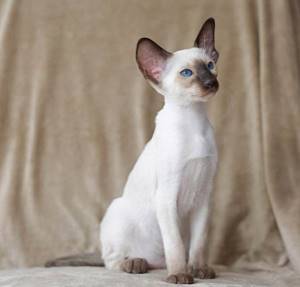 Foreign white cats - all information about the cat breed