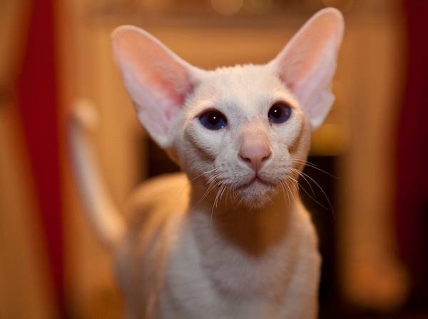 Foreign white cats - all information about the cat breed