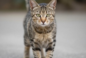 The cat family - species and representatives of predatory animals