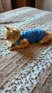 Pyometra in a cat: 120 photos of treatment of neoplasms and ...