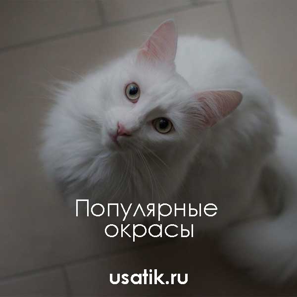 Turkish Angora: all about the cat, photo, description of the breed ...