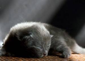 Asian smoky cat: breed standard and characteristics, maintenance and care