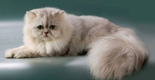 How long do Persian cats live at home, Persians life expectancy