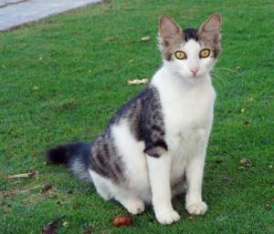 Arabian Mau: features of the breed, appearance and character of the cat ...