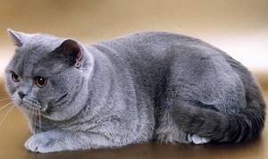 Asian smoky cat: breed standard and characteristics, maintenance and care